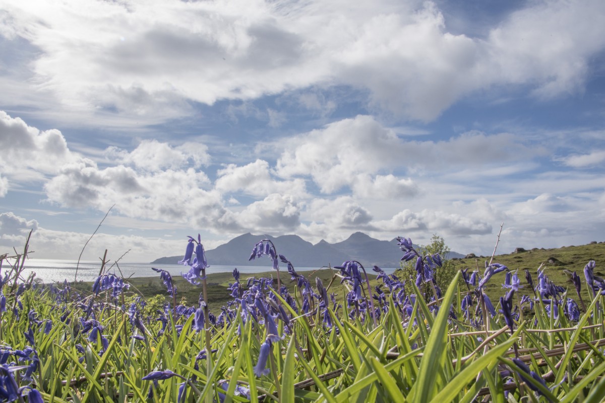 Isle of Eigg Bluebells - The Isle of Eigg