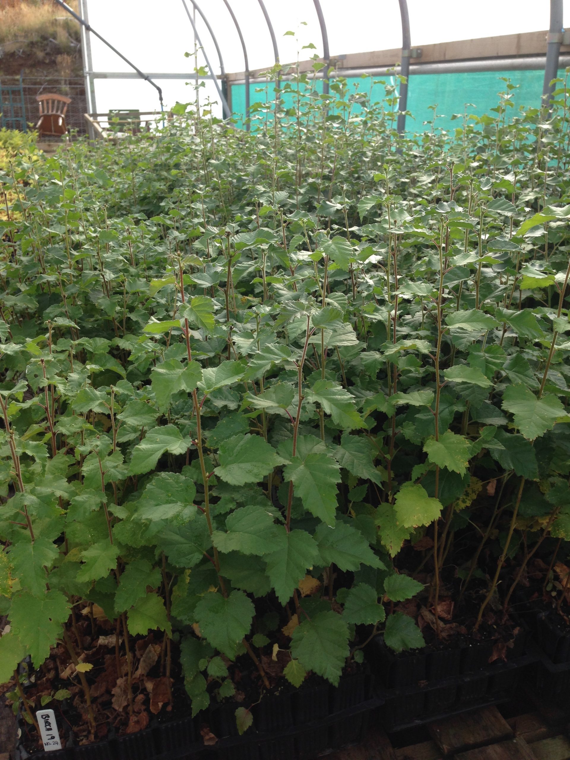 Eigg Tree Nursery's first trees planted in Kelpie Woods - The Isle of Eigg