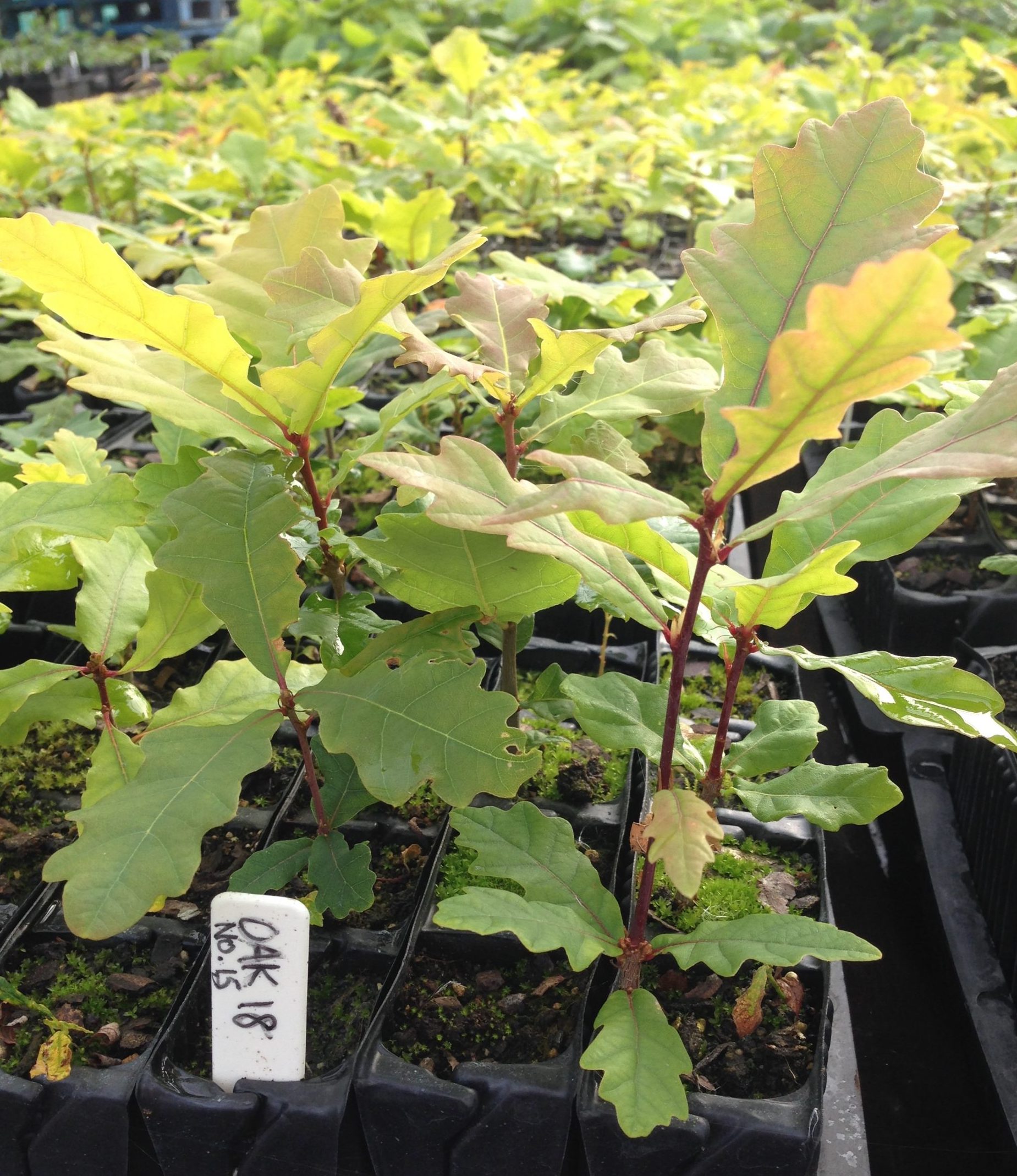 Eigg Tree Nursery's first trees planted in Kelpie Woods - The Isle of Eigg