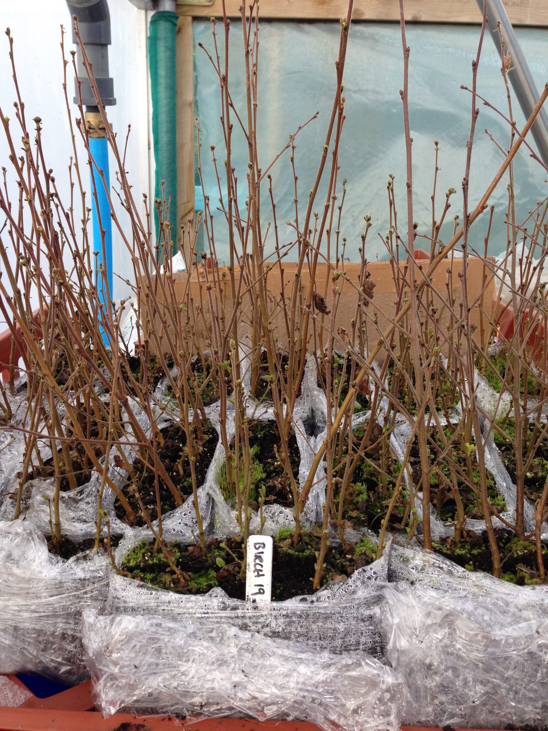 Eigg Tree Nursery's first trees planted in Kelpie Woods - The Isle of Eigg